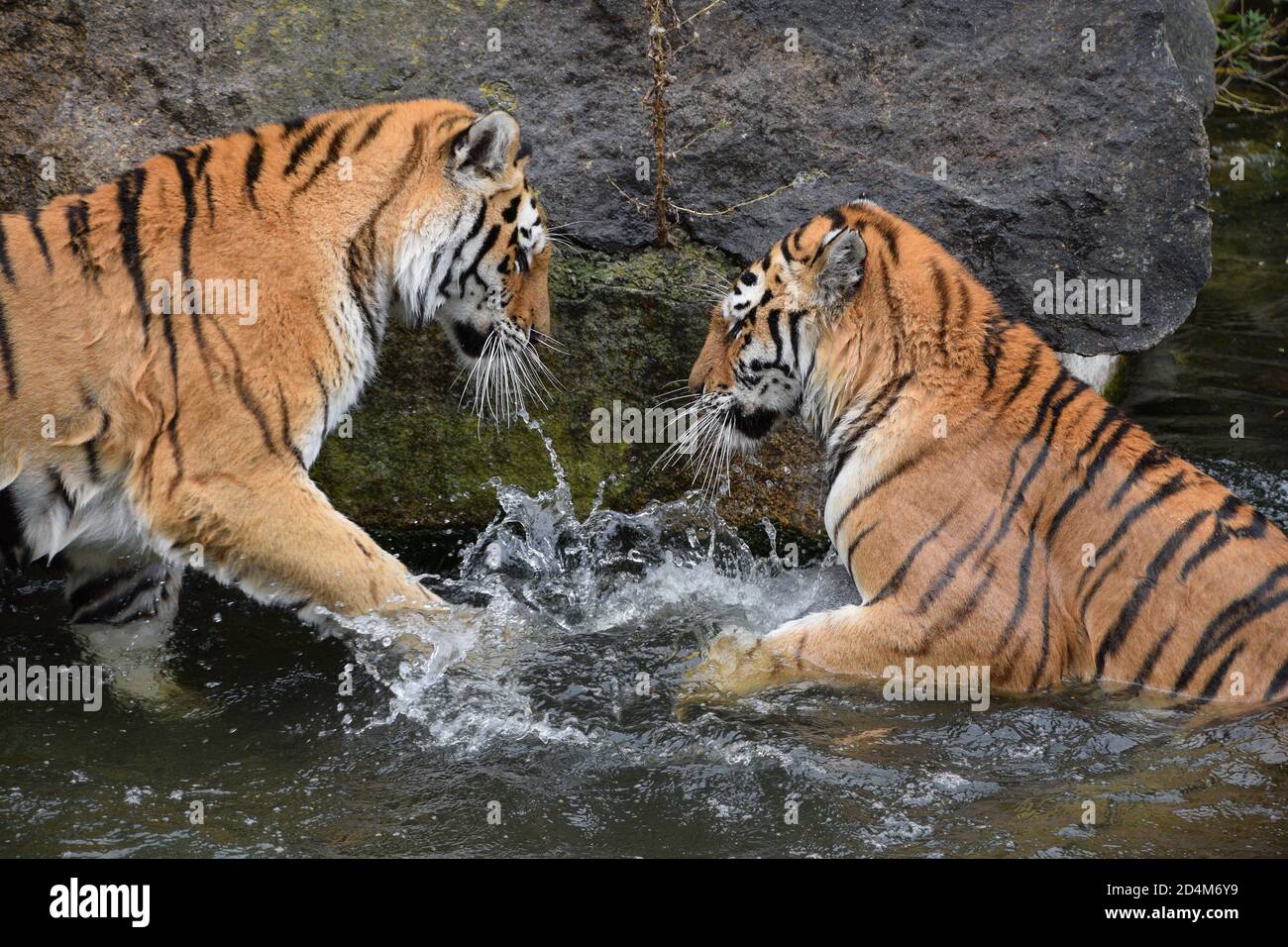 Two young female Siberian tigers (Amur tiger, Panthera tigris altaica ...