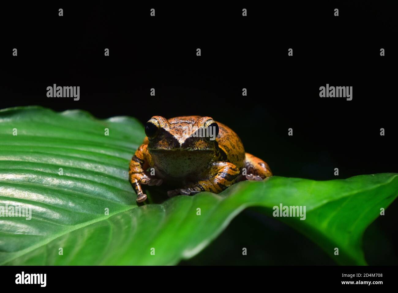 Close up portrait of Polypedates megacephalus, the Hong Kong whipping ...