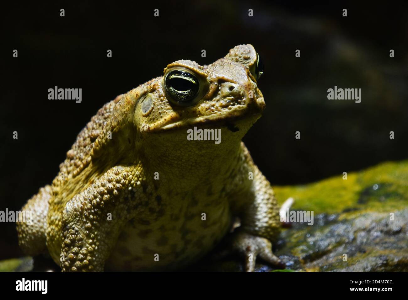 Close up portrait of giant neotropical cane toad, front view Stock ...