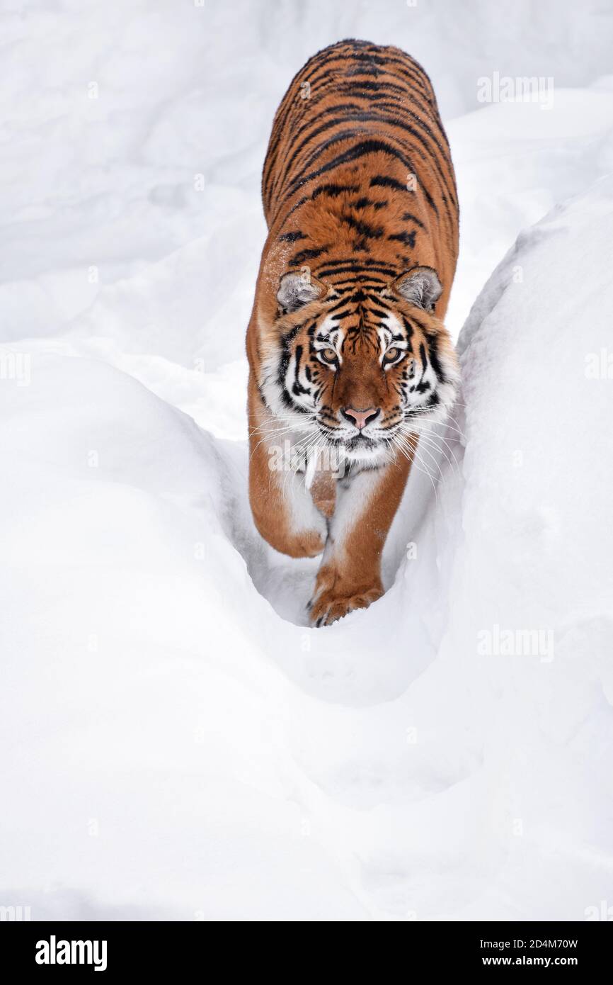 Close up portrait of one young Amur (Siberian) tiger in fresh white ...