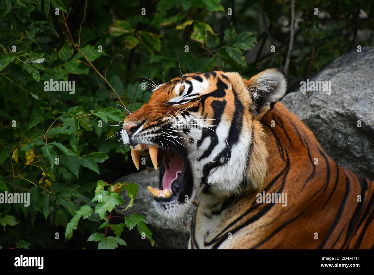 Close up profile portrait of one Indochinese tiger yawning or roaring ...