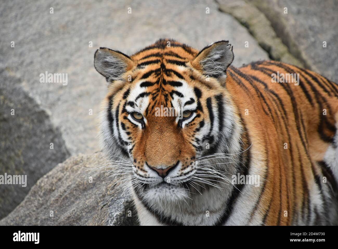 Low angle view siberian tiger hi-res stock photography and images - Alamy