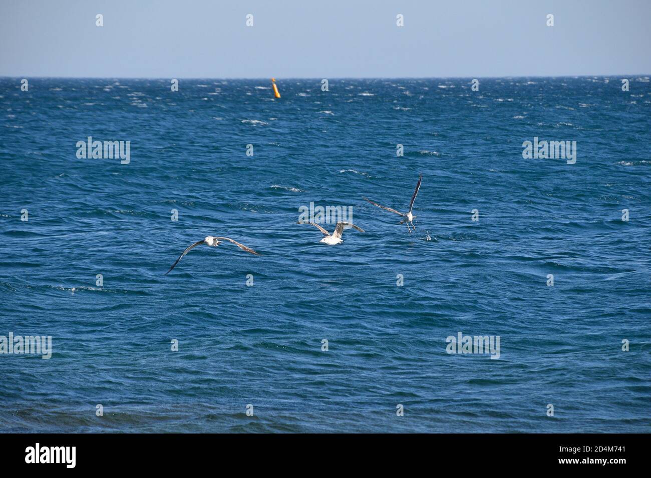 Soar above the water hi-res stock photography and images - Alamy
