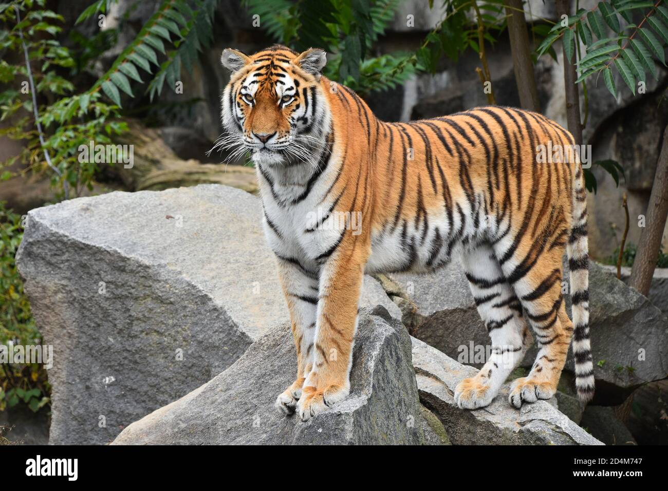 Close up full length portrait of one young Siberian tiger (Amur tiger ...