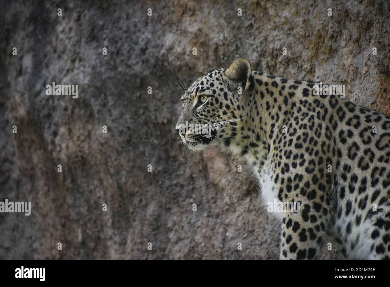 Close up profile portrait of female African leopard resting alerted on ...