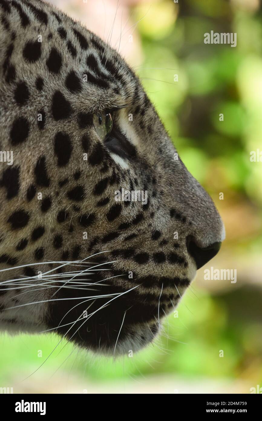 Extreme close up profile portrait of African leopard, low angle, side ...