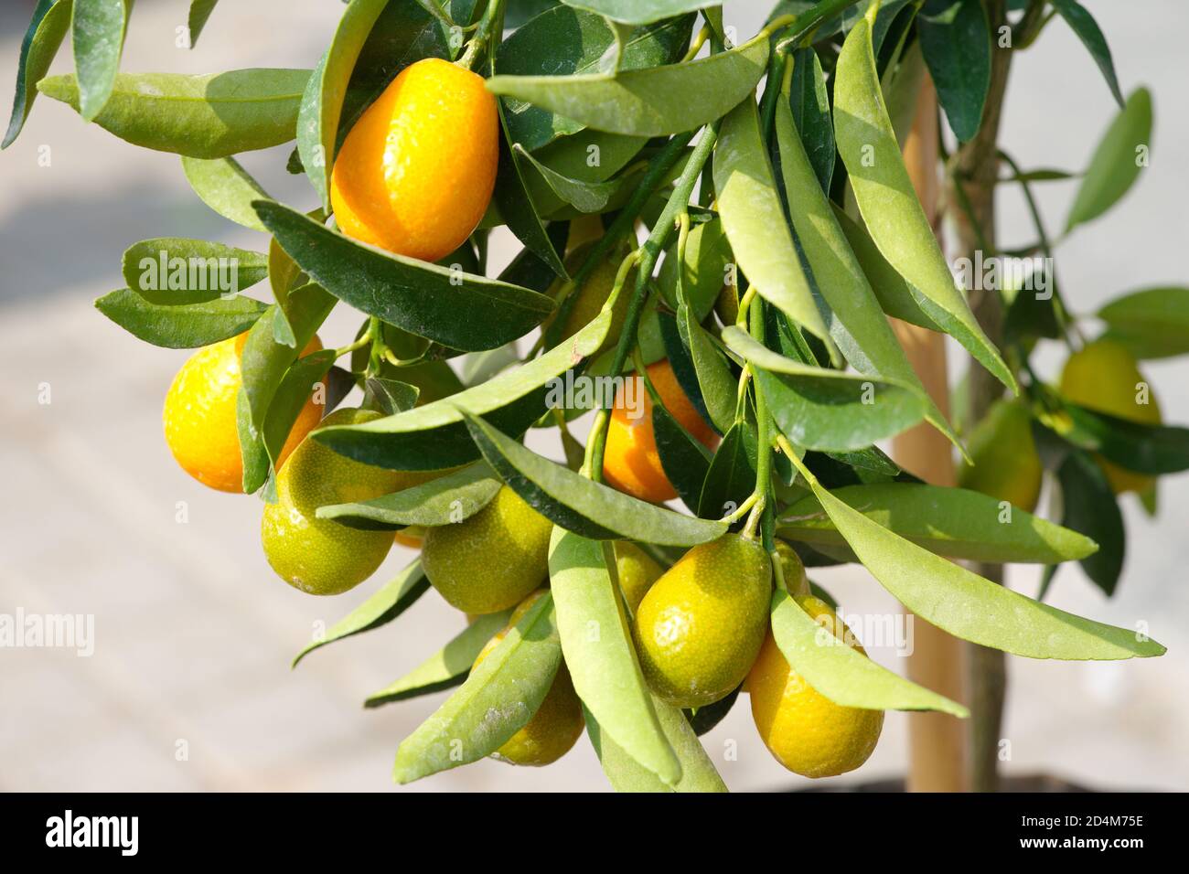 Chinese bitter oranges hi-res stock photography and images - Alamy
