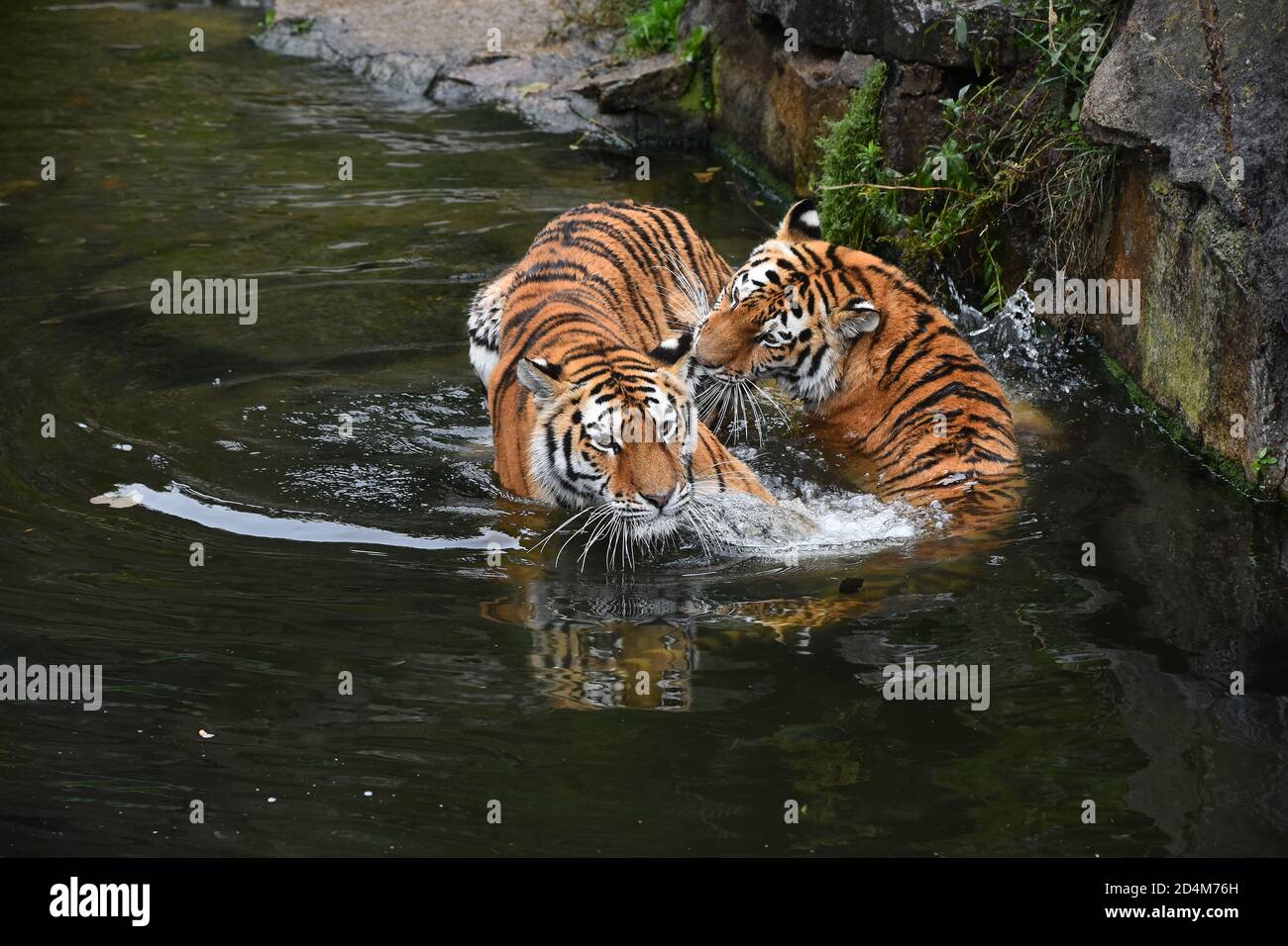 Two young female Siberian tigers (Amur tiger, Panthera tigris altaica ...