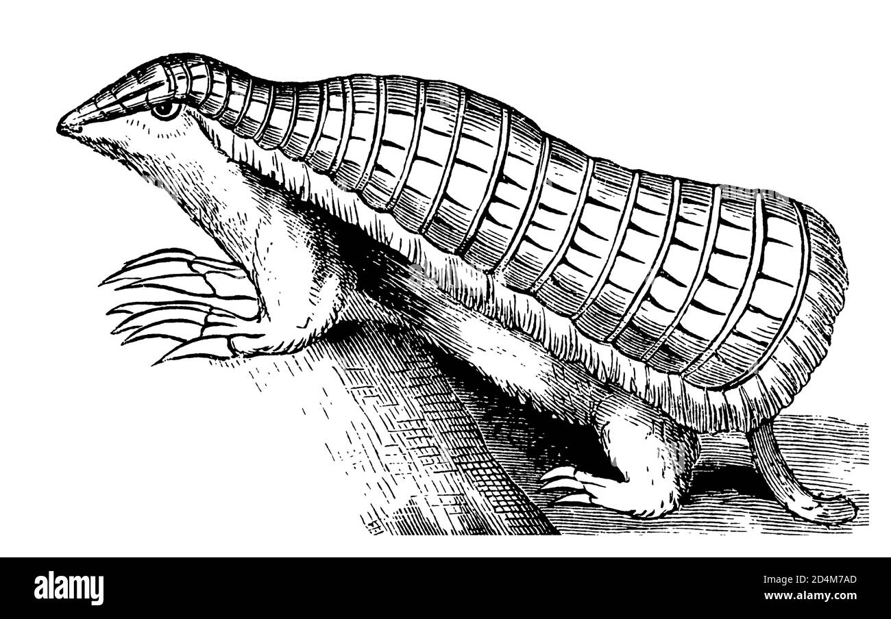 Vintage engraving of an armadillo (isolated on white). Published in ...