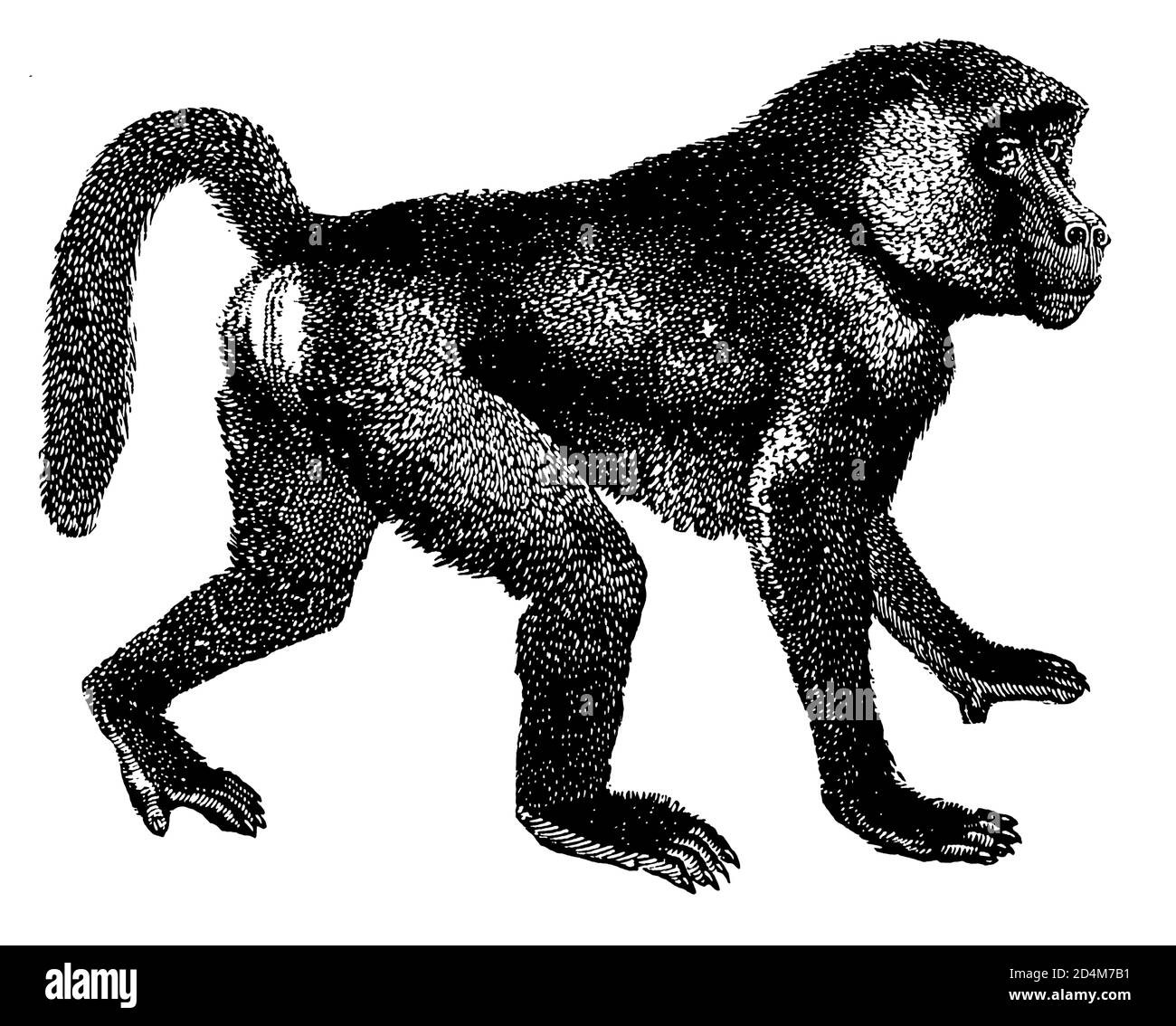 Baboon side view Cut Out Stock Images & Pictures - Alamy