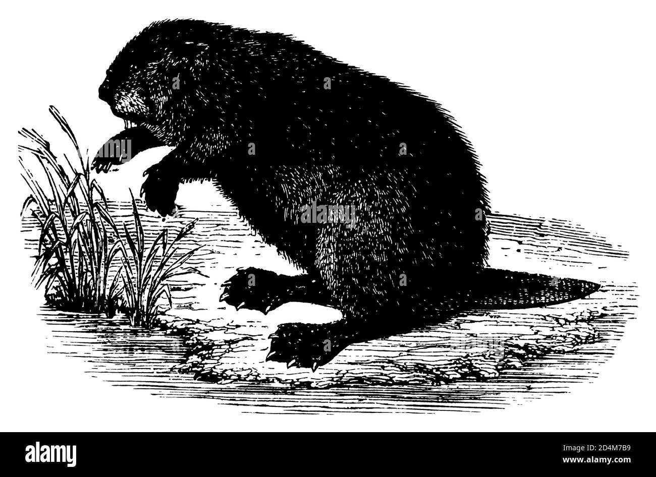 Image beaver art hi-res stock photography and images - Alamy