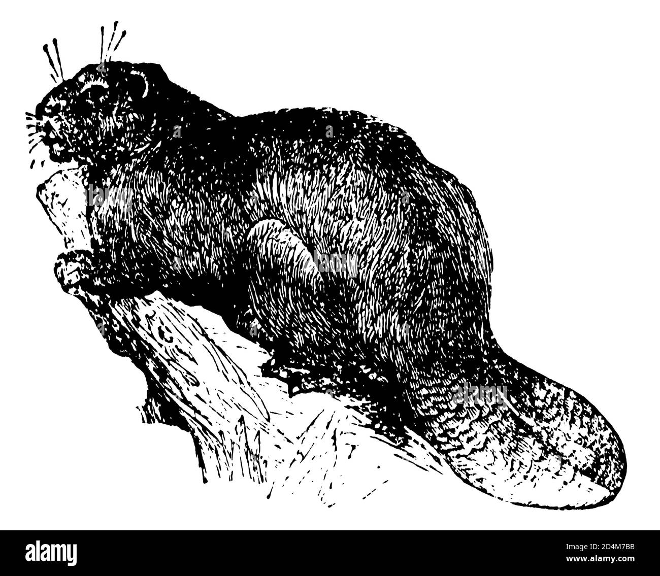 Vintage illustration of a beaver (isolated on white). Published in ...