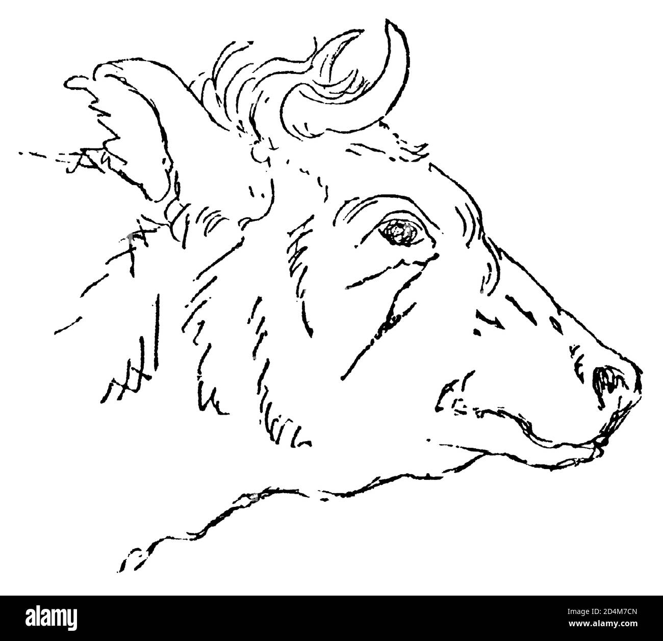 Bull Head Drawing Side