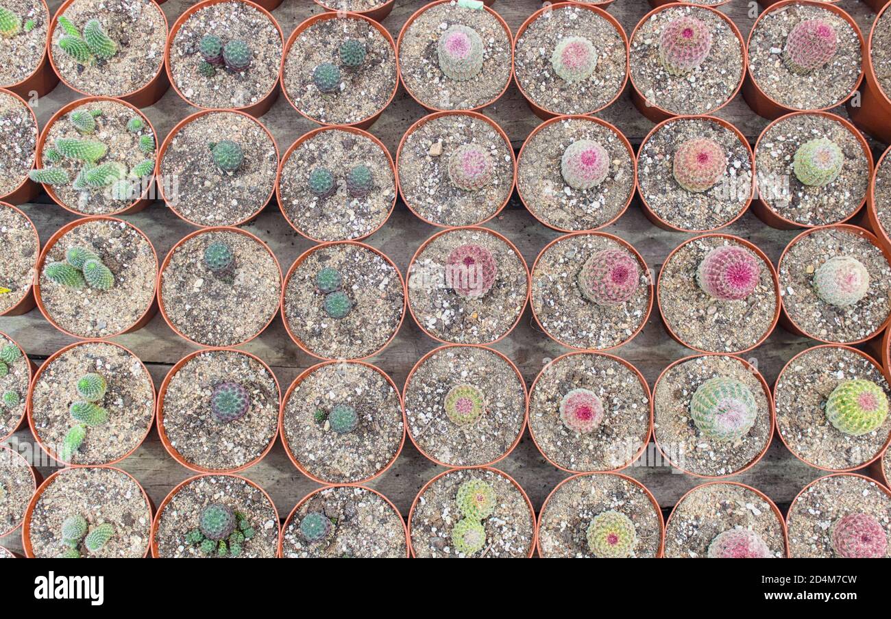 small succulent plants background. greenhouse, top view, floral texture ...