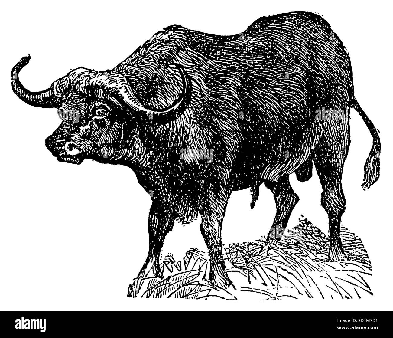 A cape buffalo Cut Out Stock Images & Pictures - Alamy