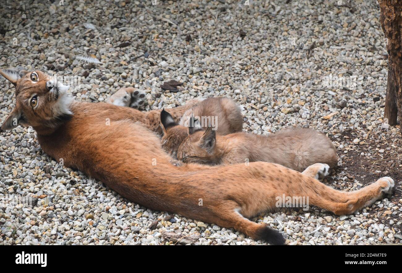 Mother and baby lynx hi-res stock photography and images - Alamy