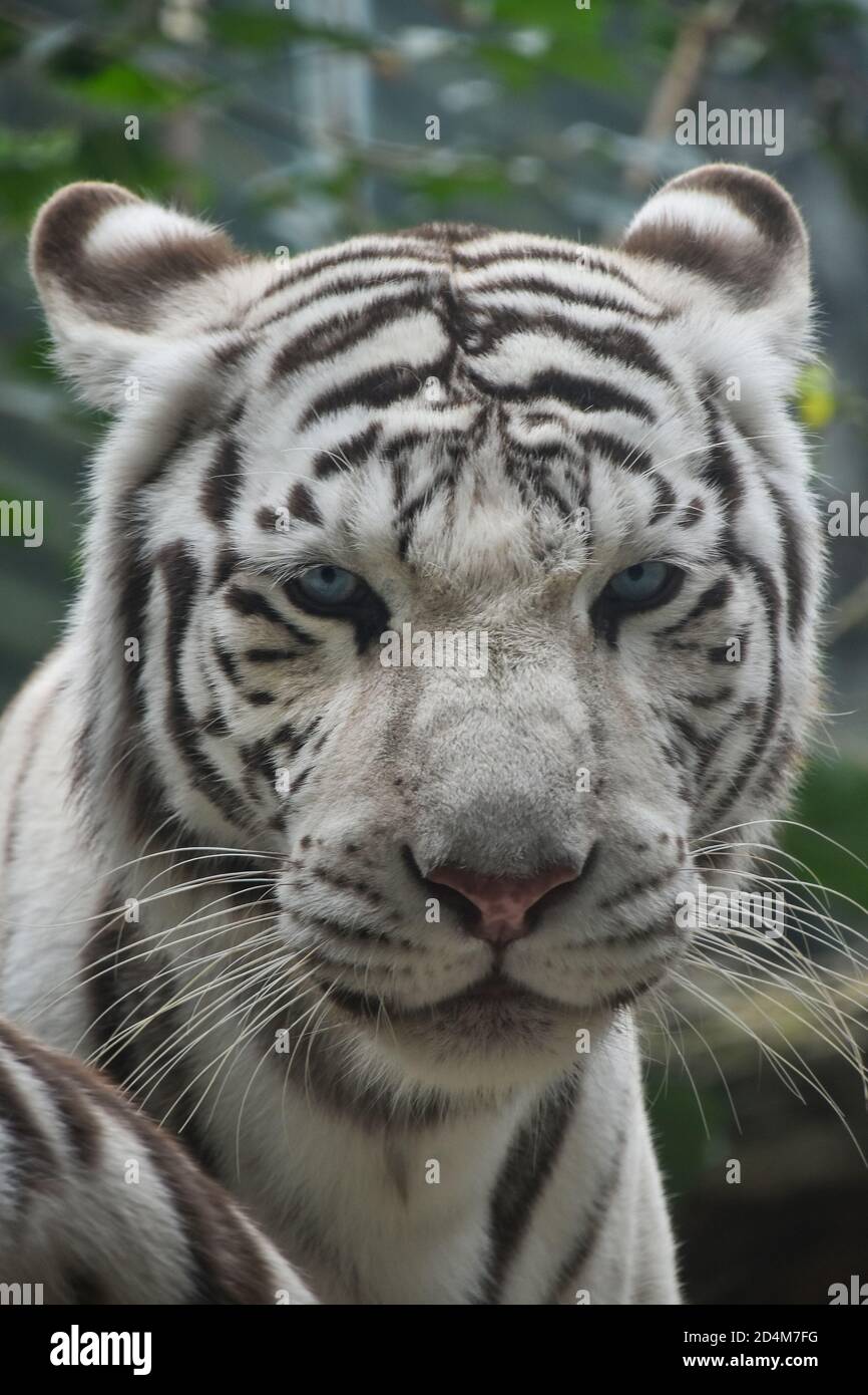Tiger looking at camera hi-res stock photography and images - Alamy