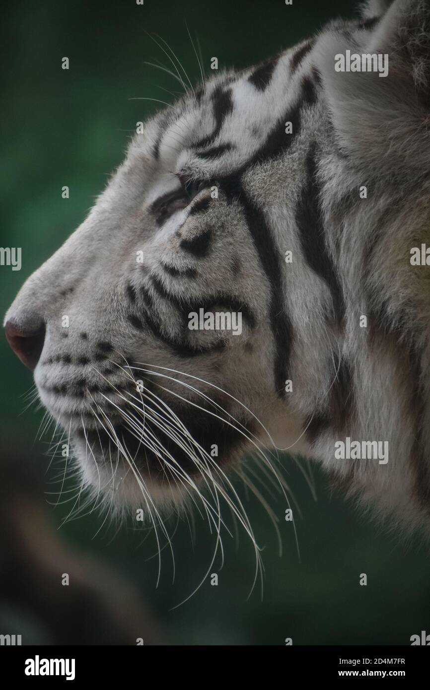Close up profile portrait of one white tiger looking at camera, low ...