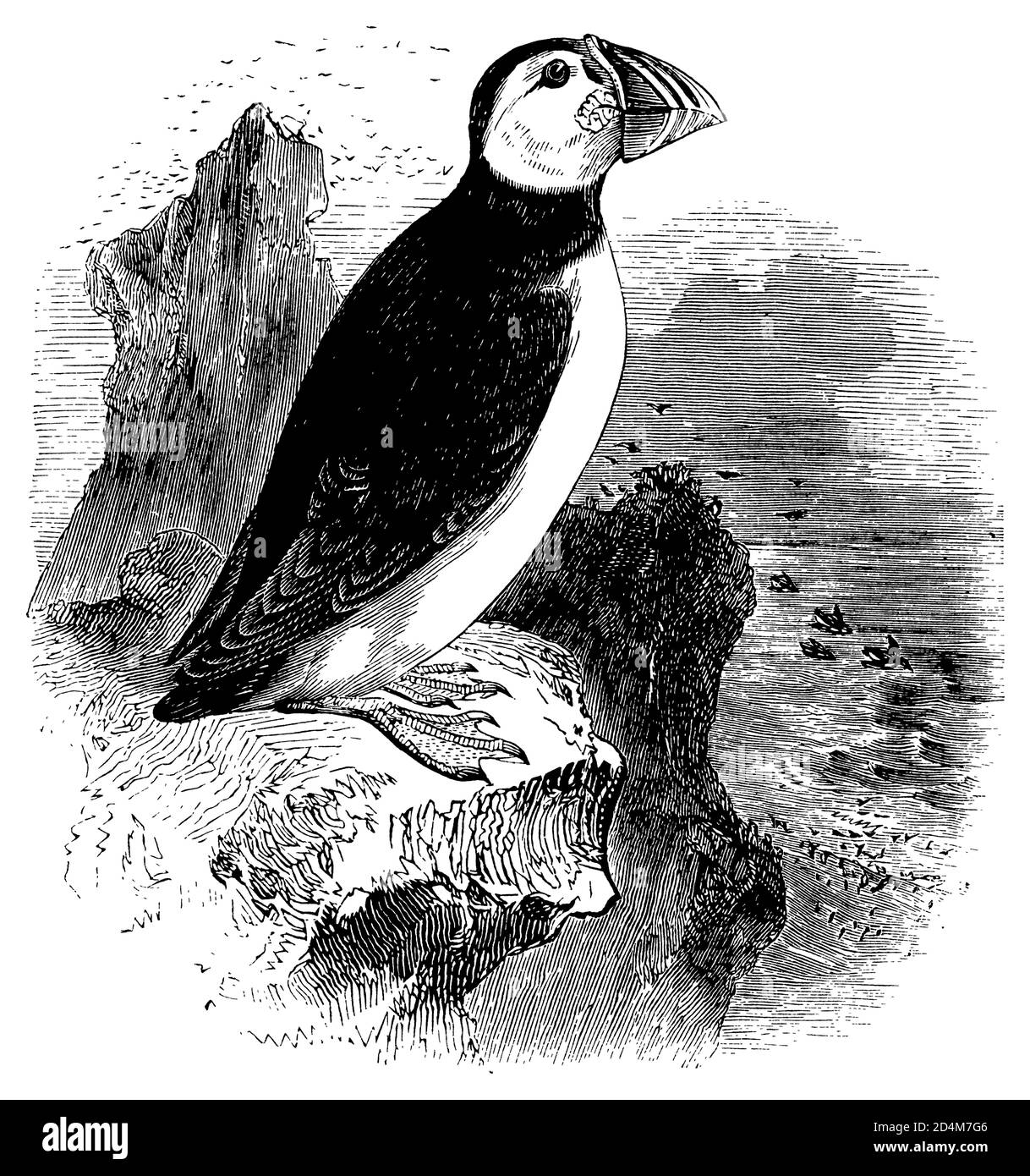 Atlantic puffin with feathers in its beak Black and White Stock Photos ...