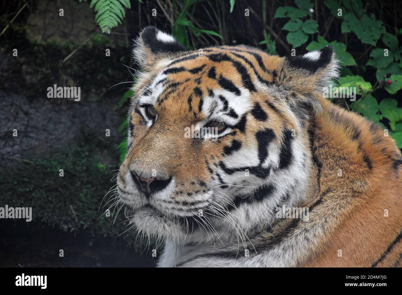 Close up profile portrait of old male Siberian tiger (Amur tiger ...