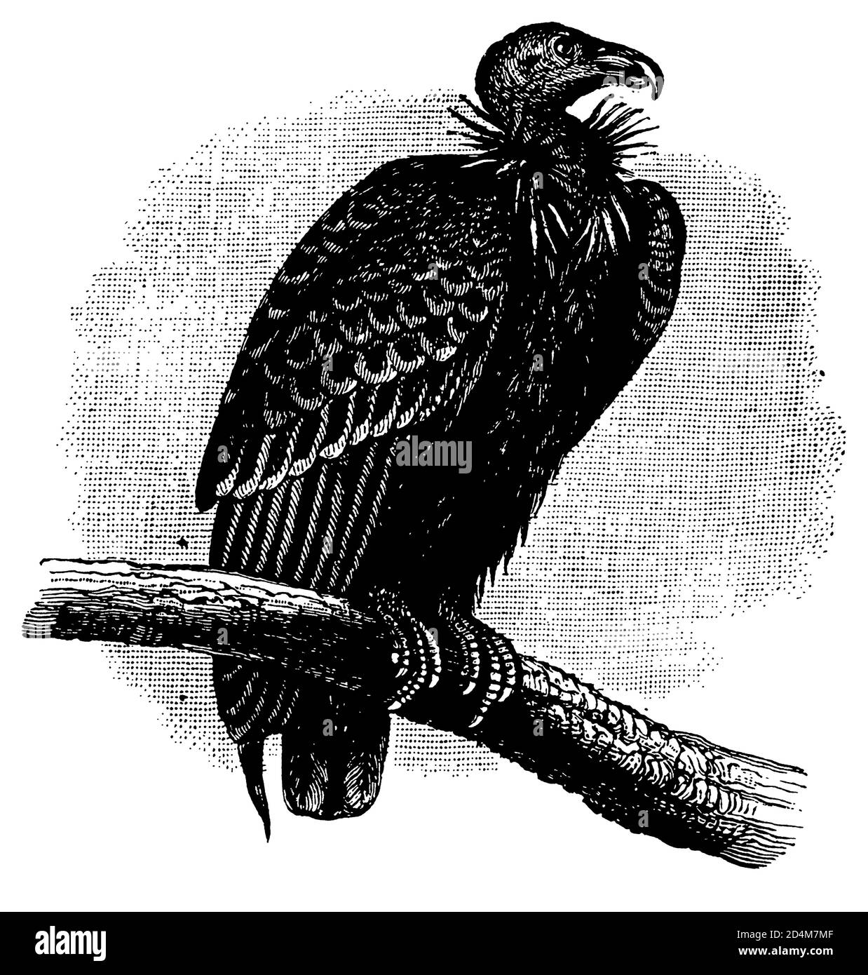 Flying california condor Cut Out Stock Images & Pictures - Alamy