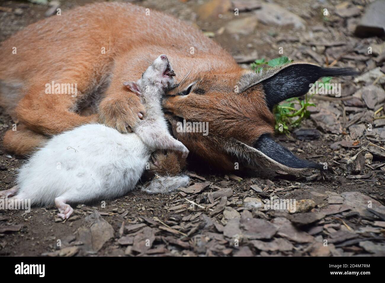 Cute Baby Caracal