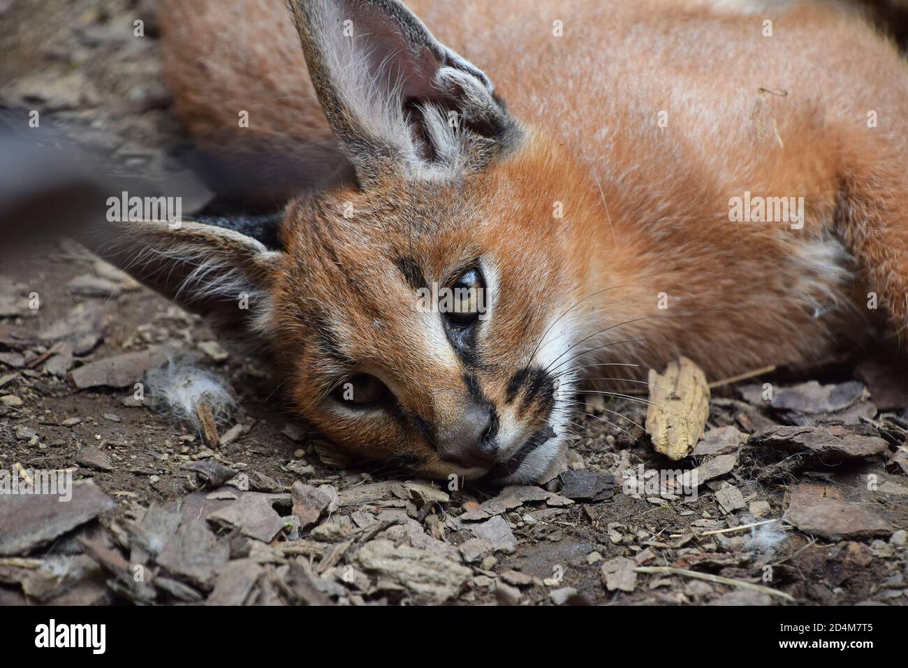Cute caracal hi-res stock photography and images - Alamy