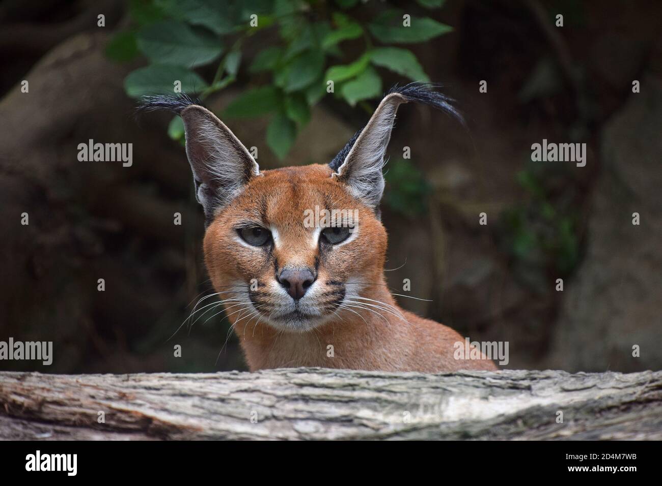 Young caracal hi-res stock photography and images - Alamy