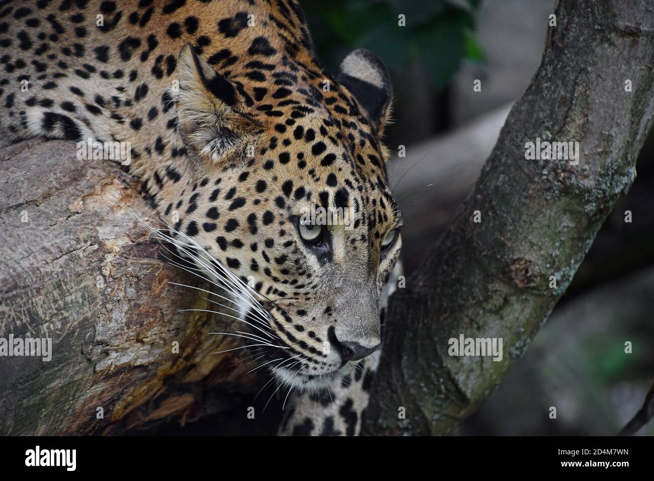 Close up profile portrait of African leopard resting on tree and ...