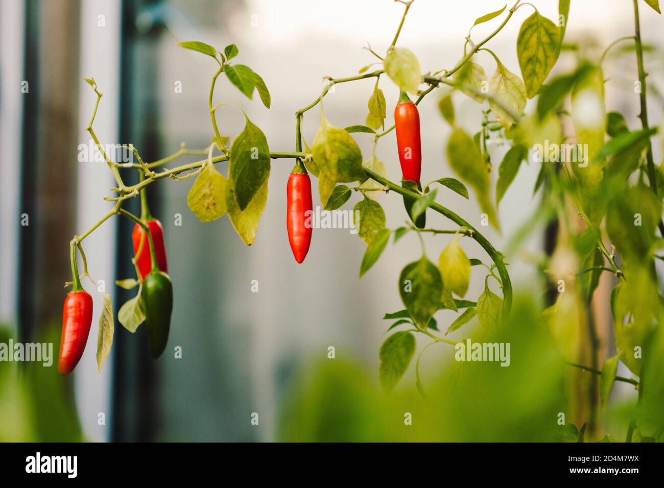 Close up of a chilli plant with red chillies Stock Photo - Alamy