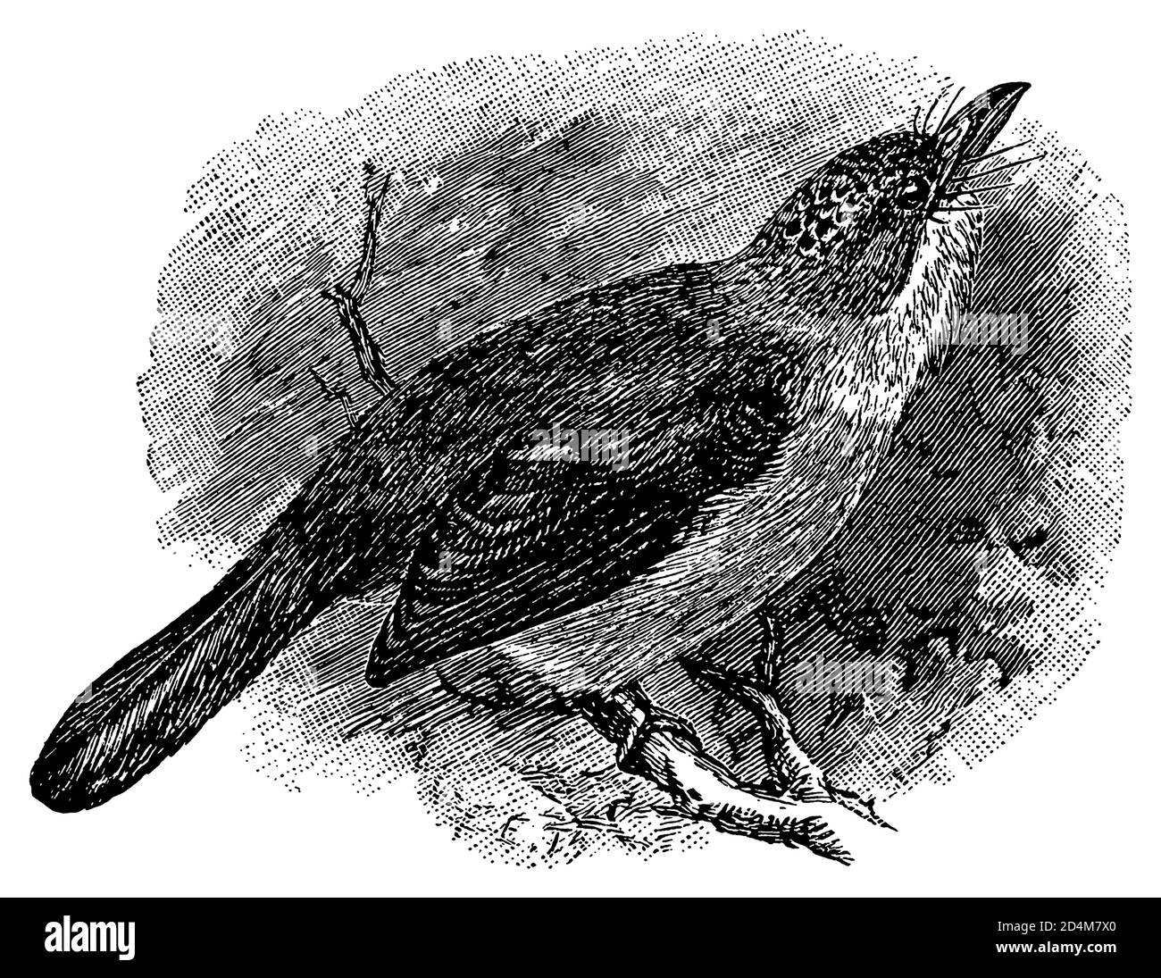 Antique 19th-century engraving of a criniger (isolated on white ...