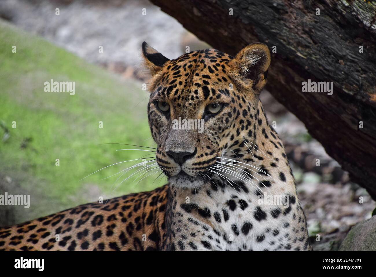 Leopard looking at camera hi-res stock photography and images - Alamy