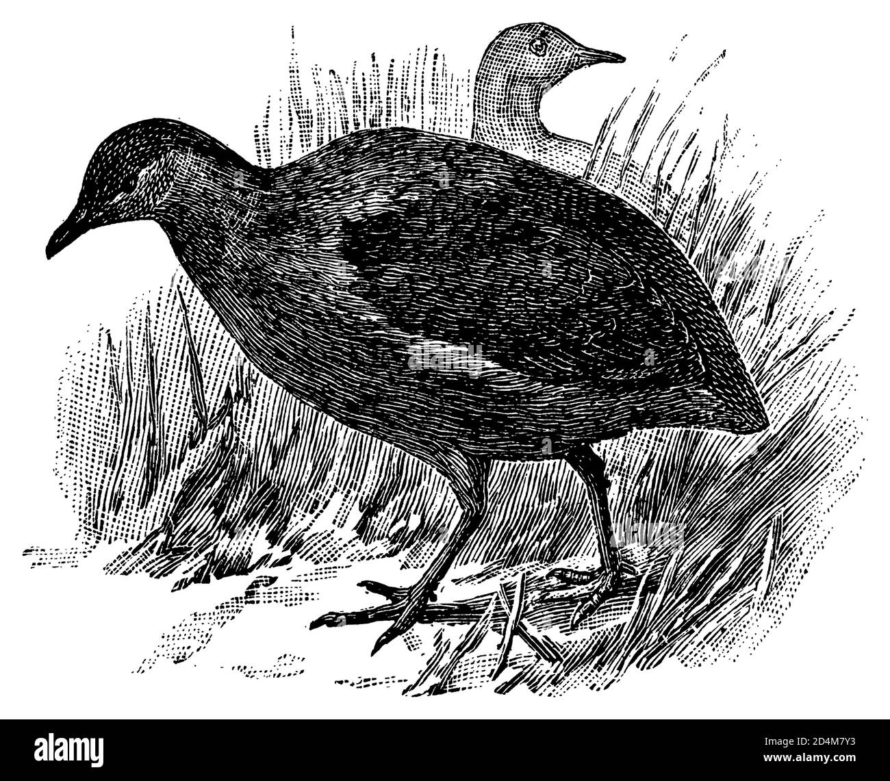 Antique illustration of a crypturellus (isolated on white). Published ...