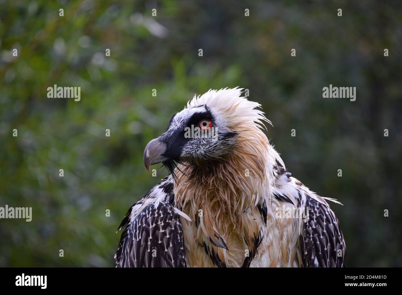 Close up portrait of bearded vulture (Gypaetus barbatus) looking at ...