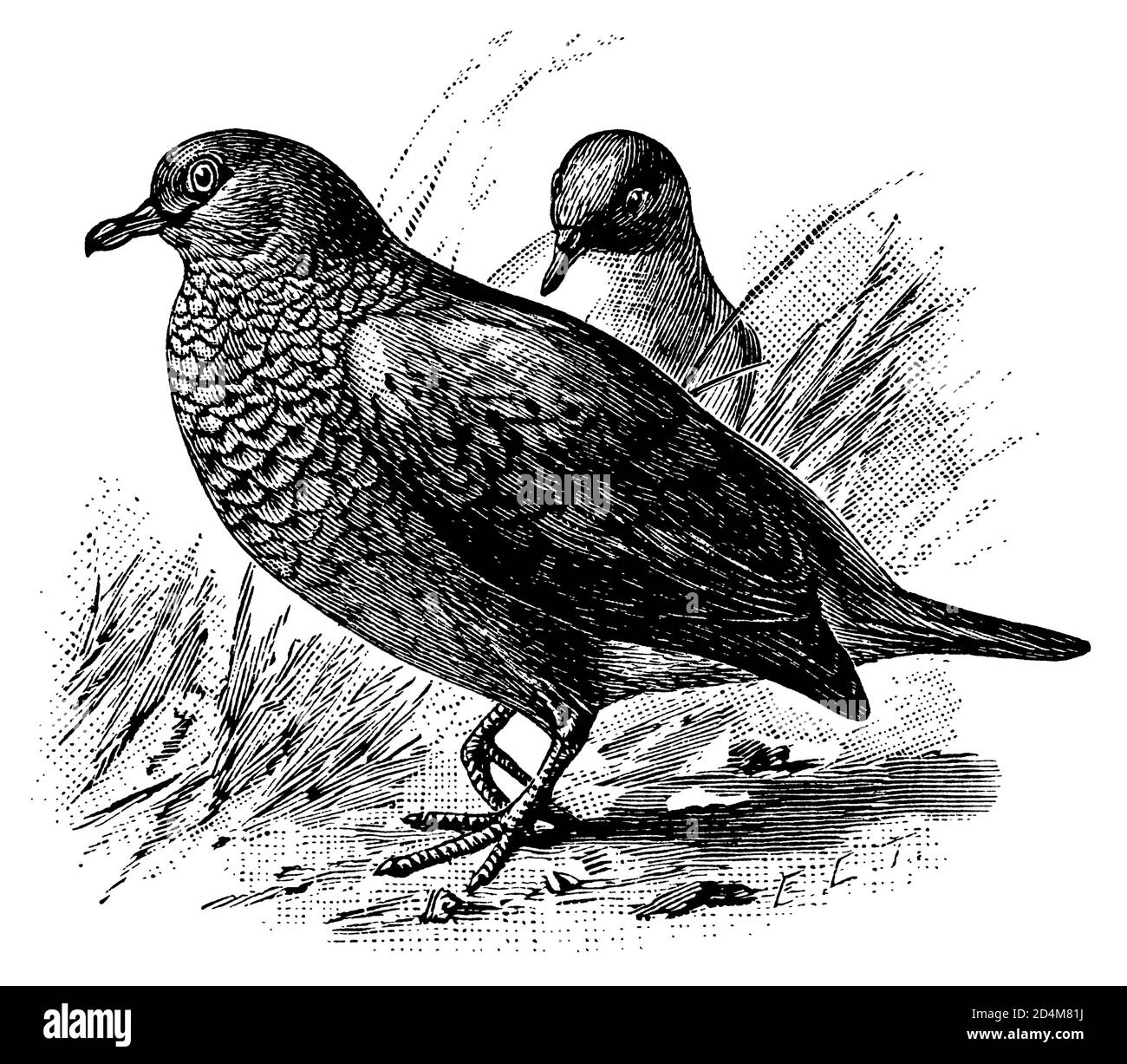 Antique illustration of ground doves (isolated on white). Published in ...