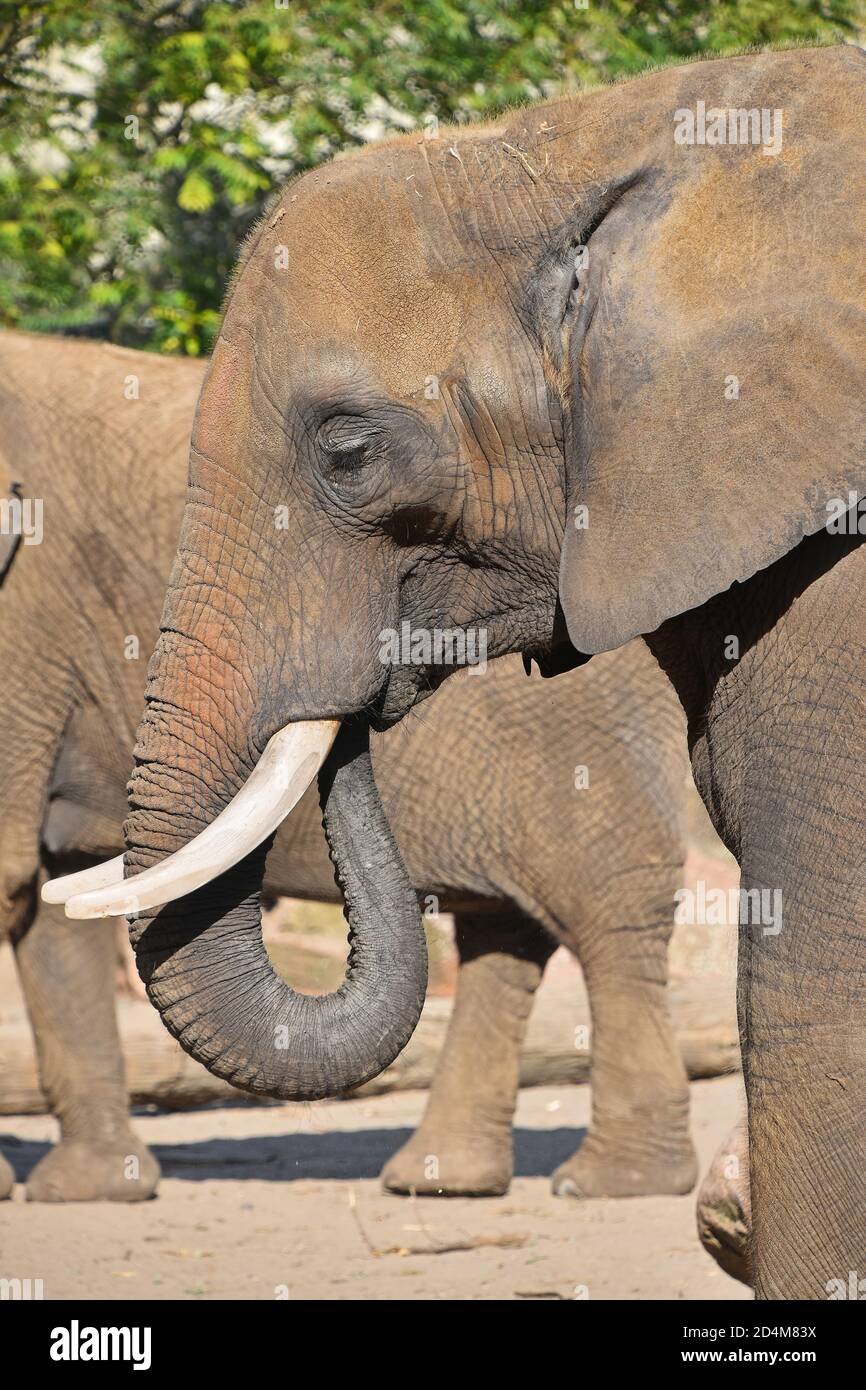 Close up side profile portrait of African elephant with tusk looking at ...