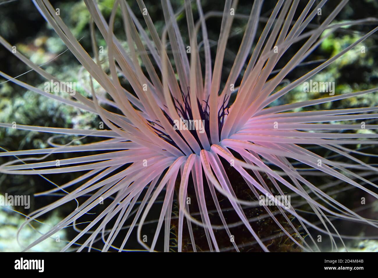 Close up pink and purple sea sebae anemone polyps in water of aquarium ...