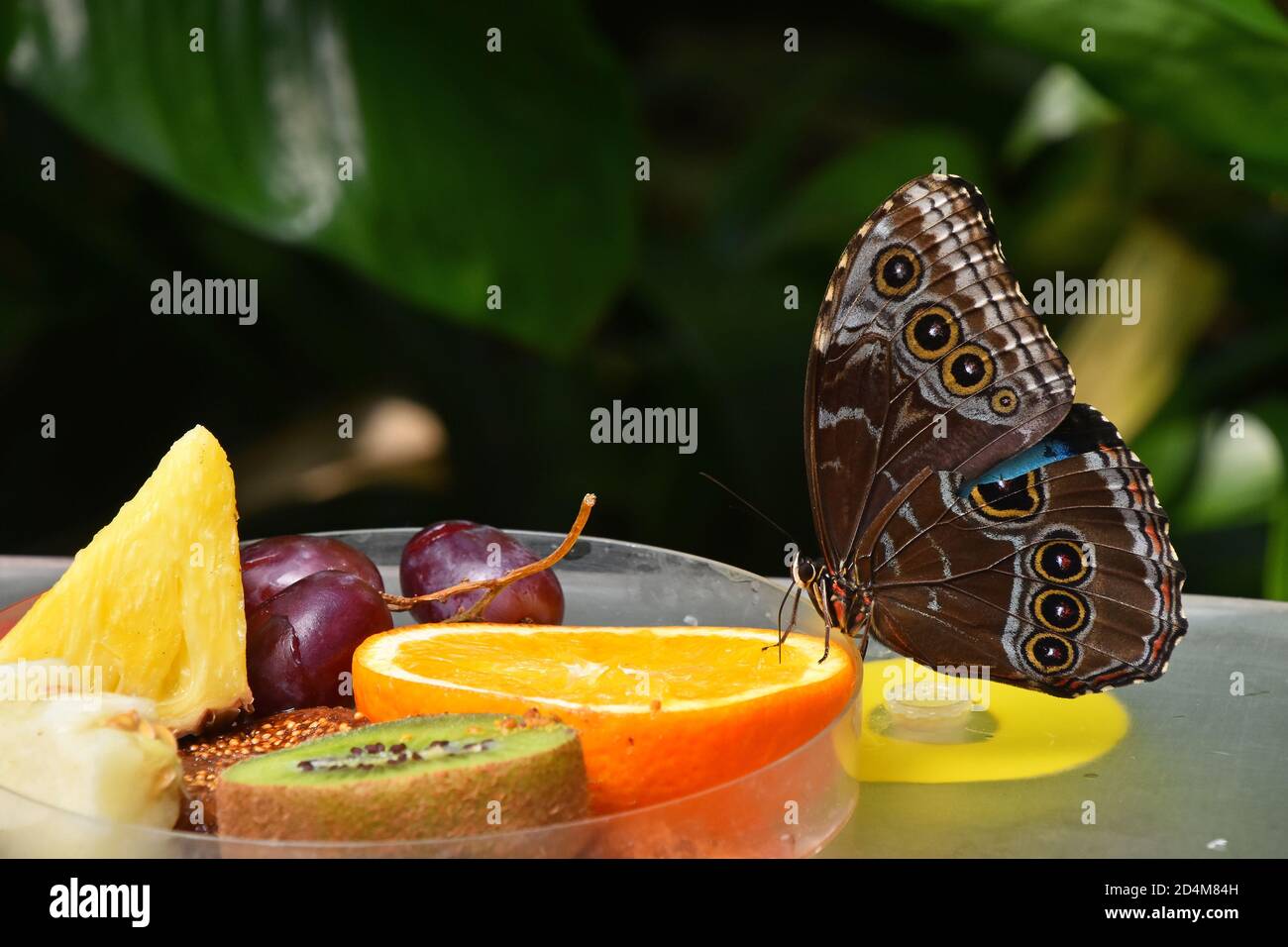 Close up of beautiful brown and blue tropical butterfly eating fruits ...