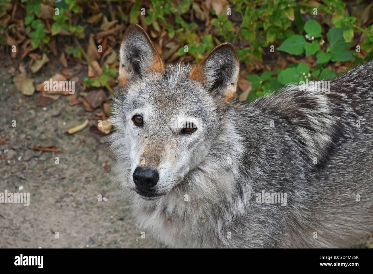 Juvenile grey wolf hi-res stock photography and images - Alamy