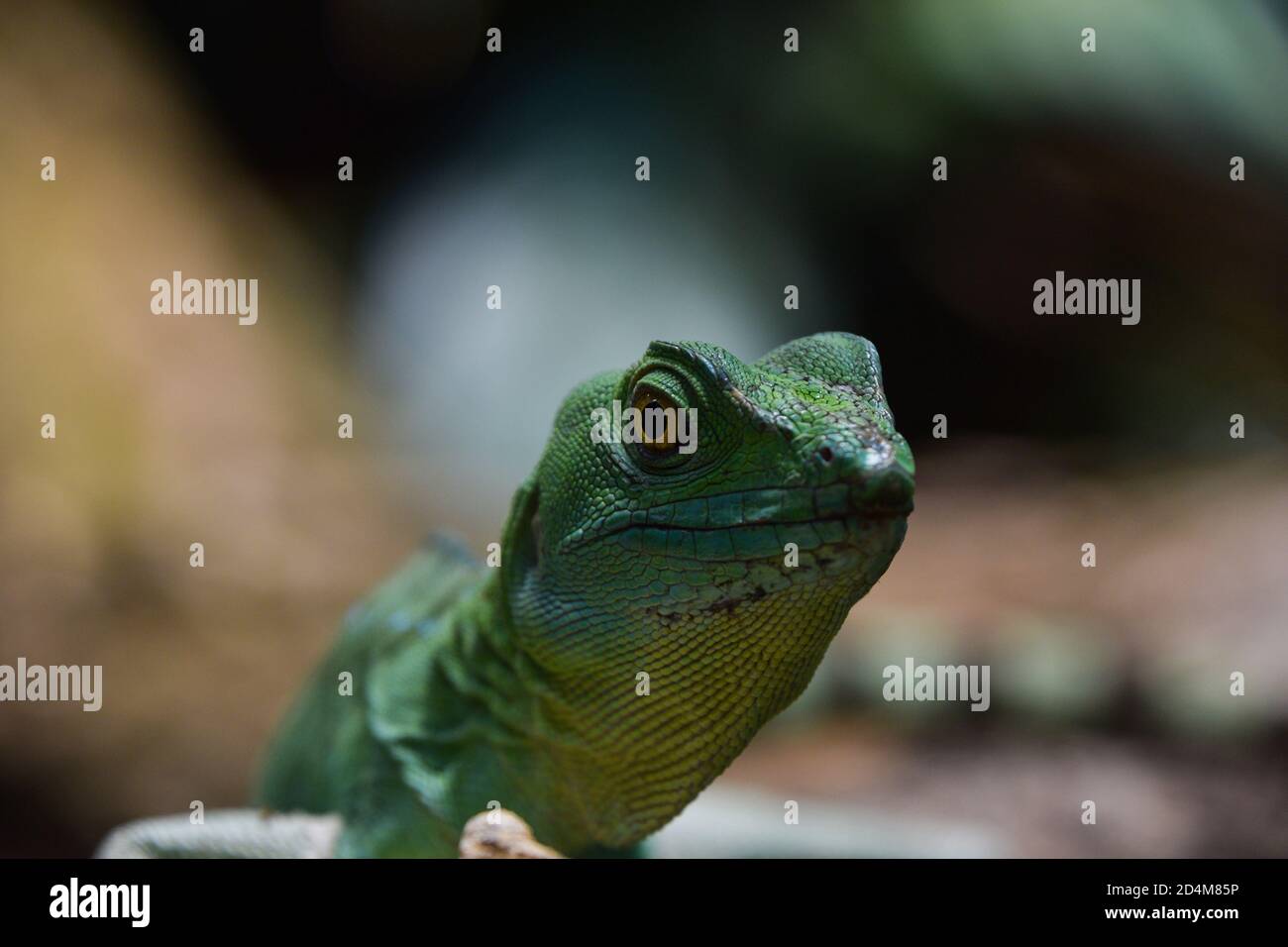 Close up profile portrait of vivid green lizard, high angle, front view ...