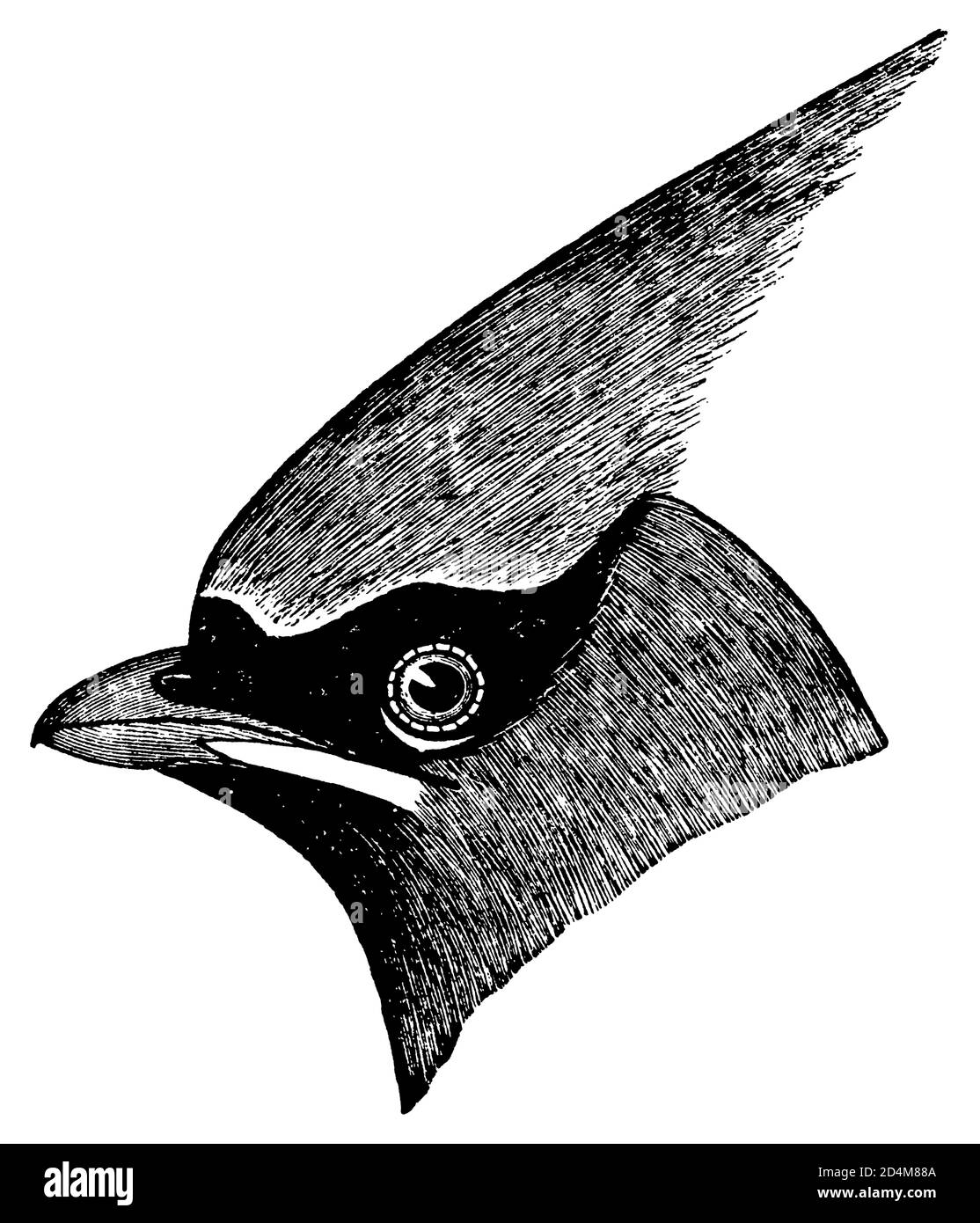 Antique 19th-century engraving of a cedar bird (isolated on white ...