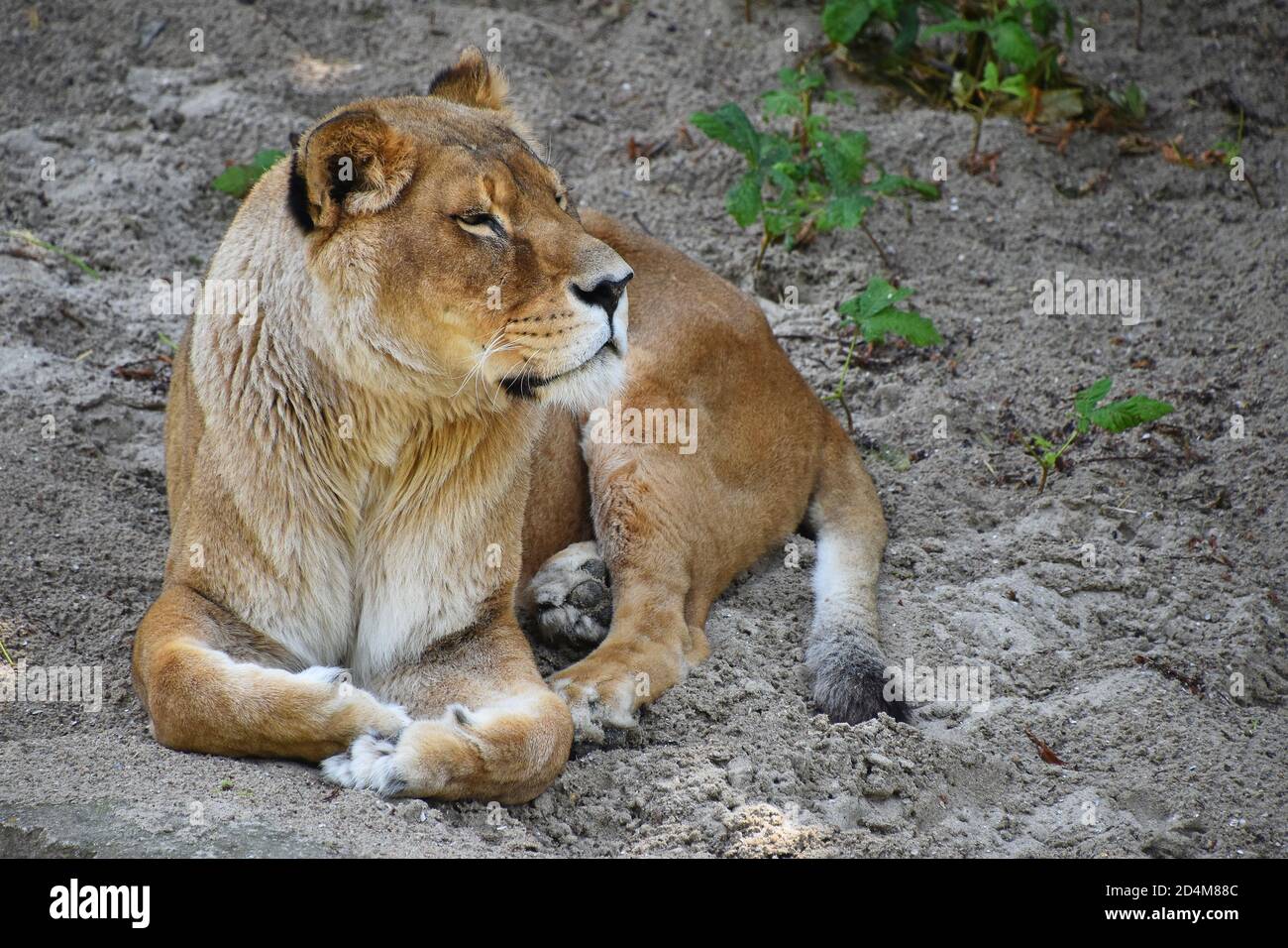 Full length portrait of one lioness resting on ground, high angle front ...