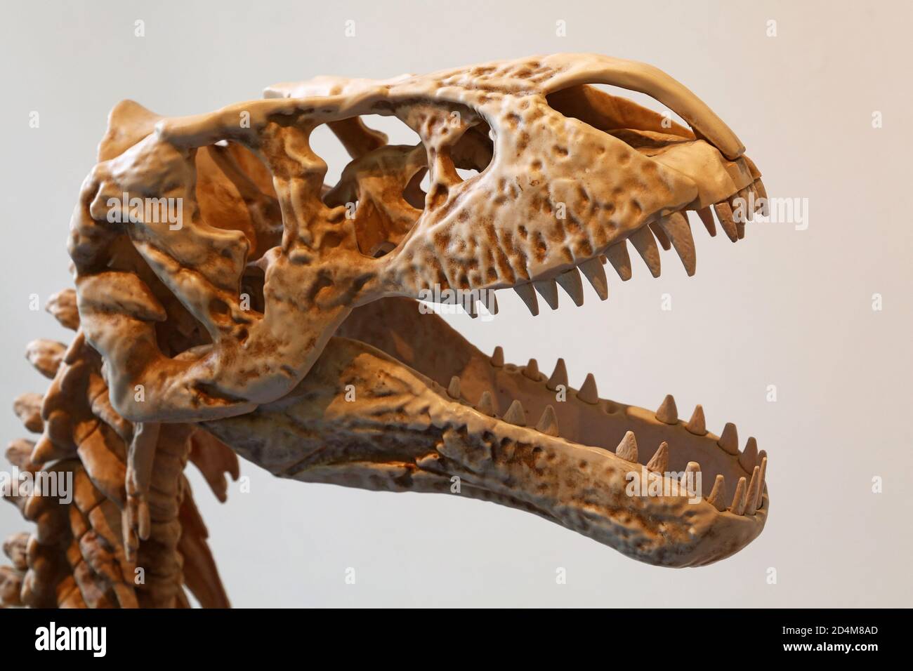 Tyrannosaurus Skull Front