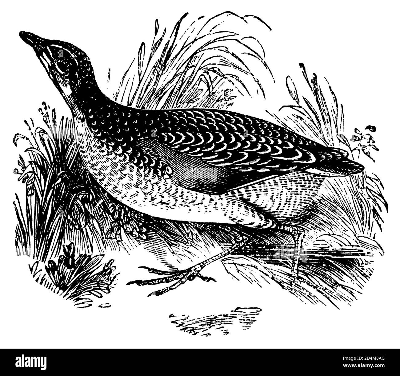 Corncrake flying hi-res stock photography and images - Alamy