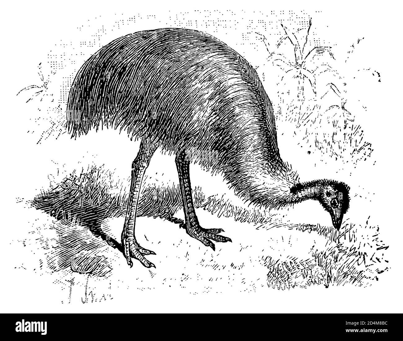 Emu Cut Out Stock Images & Pictures - Alamy