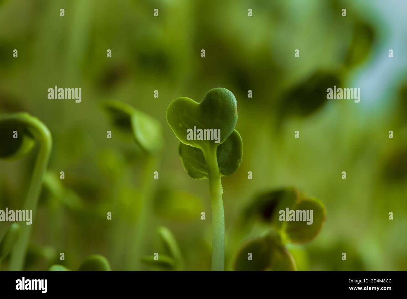 Green heart leaves clover hi-res stock photography and images - Alamy