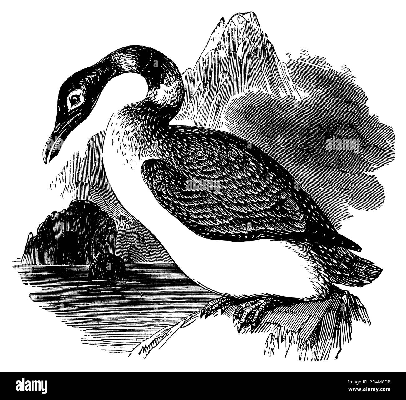 Common loon bird image Cut Out Stock Images & Pictures - Alamy