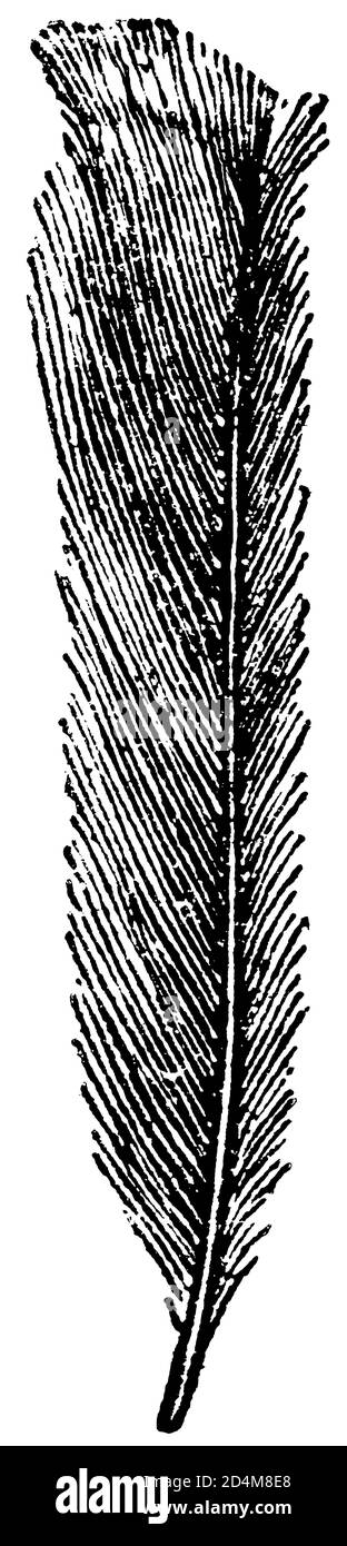 Antique 19th-century illustration of a neck covert feather (isolated on ...