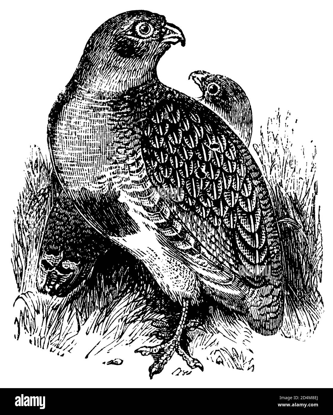 Partridge flying illustration Cut Out Stock Images & Pictures - Alamy