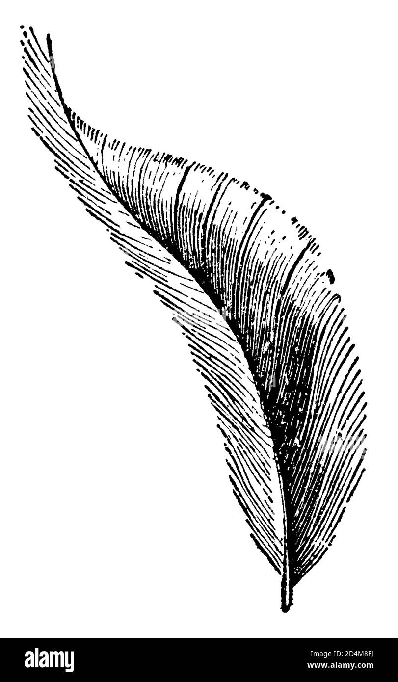 Antique 19th-century engraving of a tail covert feather (isolated on ...